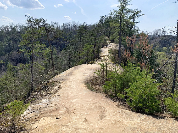 Walking the ridge feels like being on nature's own elevated highway. The ancient sandstone beneath your feet has stories older than Kentucky bourbon.