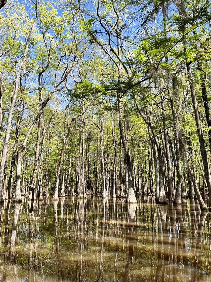 Mother Nature's hall of mirrors—cypress knees rise from glass-like waters creating a magical forest that's half land, half reflection.