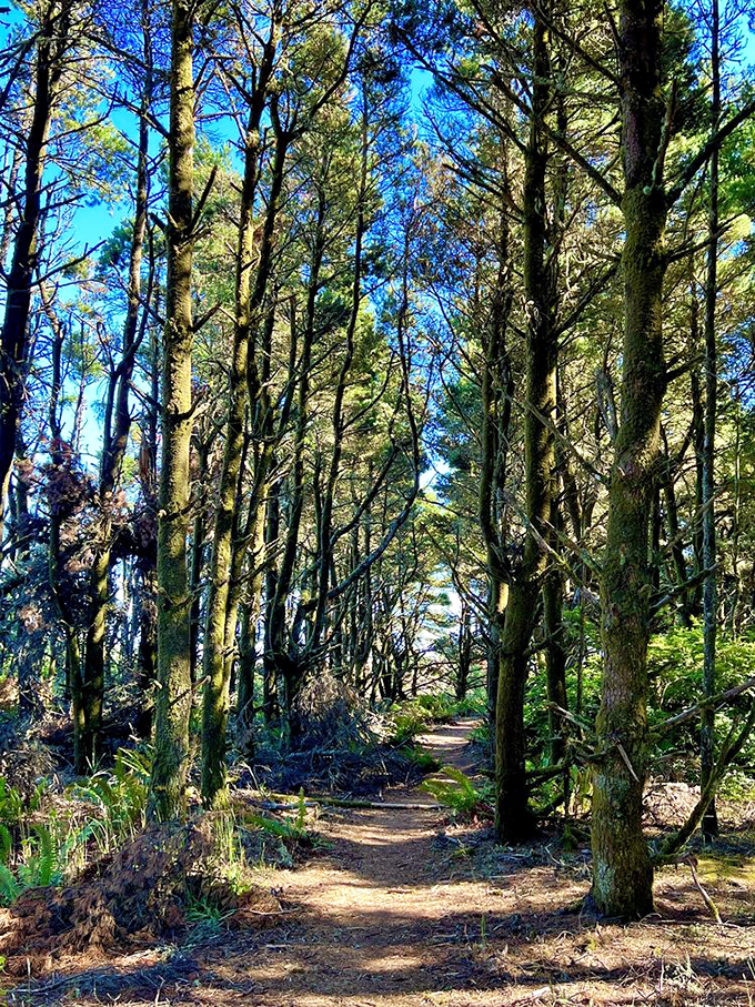 Forest bathing, Oregon-style. Sunlight filters through towering pines, creating nature's own cathedral ceiling along this tranquil hiking path.