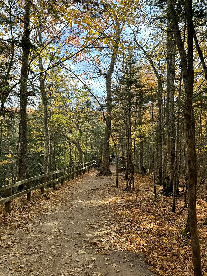 Autumn paints the forest in golden hues, creating nature's version of a red carpet. Hollywood has nothing on Michigan in fall.