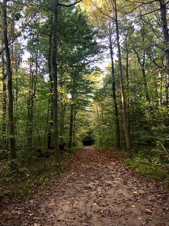 Autumn transforms this woodland corridor into nature's gallery, where fallen leaves create a crunchy carpet that announces your arrival to the forest.