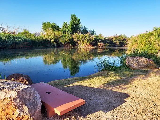 Nature's front-row seat awaits the patient observer. This peaceful pond-side perch offers contemplation with a side of wildlife watching.