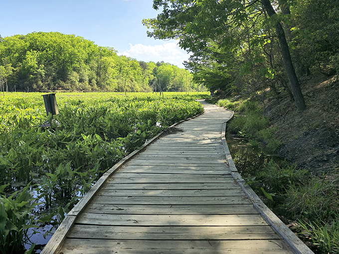This boardwalk isn't just a path&mdash;it's a front-row ticket to Maryland's most impressive wetland show, complete with natural surround sound.
