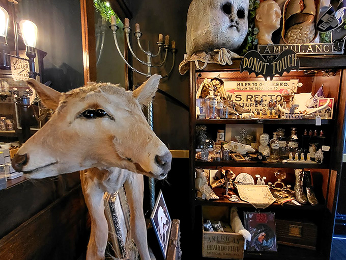 "Don't mind me," this taxidermied deer seems to say as it presides over shelves of curiosities. The juxtaposition of natural history against Victorian Gothic d&eacute;cor creates a strangely harmonious tableau.