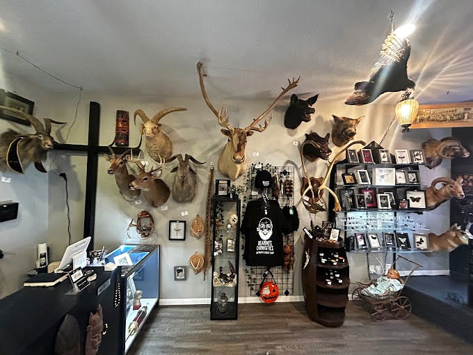 The wall of mounted taxidermy creates a silent menagerie of preserved wildlife, their glass eyes seemingly following you through the shop's curious corridors.