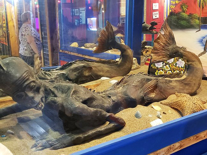 Preserved specimens float eerily in vintage jars, a testament to the lost art of sideshow curiosities that once captivated small-town America.