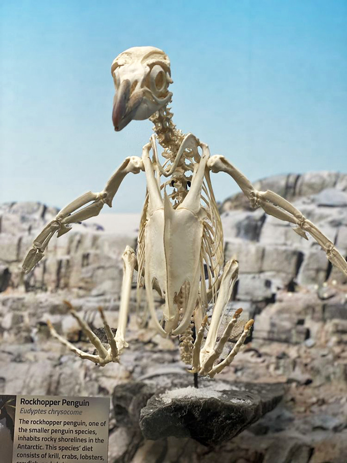 This rockhopper penguin skeleton reveals the surprising architecture beneath those adorable tuxedoed waddlers. Nature's engineering at its most elegant.
