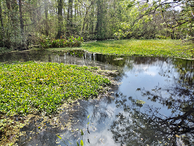 Nature's mirror reflects the sky as aquatic plants create a living mosaic across the water's surface.