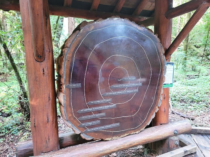This cross-section of redwood history shows tree rings older than most countries, with each line marking events we only read about in history books.