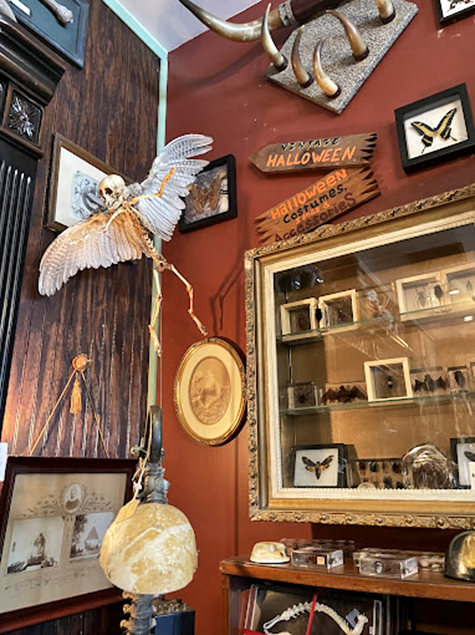 
Anatomical curiosities compete for attention in this scholarly corner where osteopathic antiquity meets macabre fascination. Hamlet would feel right at home.