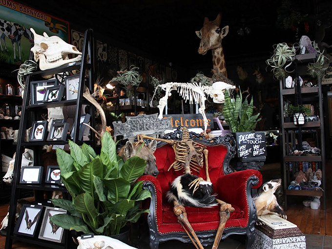 Please don't sit warns the sign, but this skeleton has clearly made itself comfortable in the shop's signature red armchair.