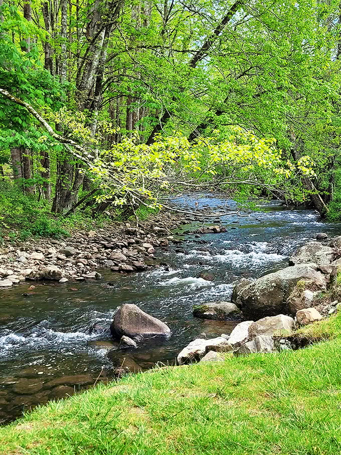 The Doe River doesn't just flow—it narrates, telling ancient mountain stories as it tumbles over stones polished by time.