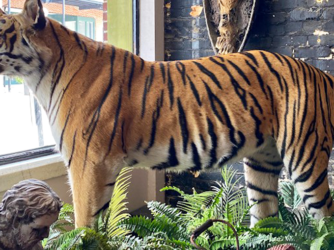 This magnificent tiger holds court by the window, forever frozen mid-prowl, silently daring shoppers to make eye contact as they browse. 