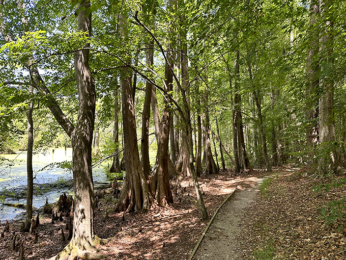 Where land meets water, ancient cypress trees stand guard along a trail that whispers stories from centuries past.