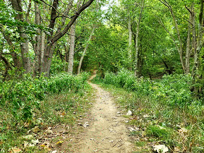 Wild turkeys and squirrels hold their daily neighborhood meeting. Nature's HOA is far more entertaining than the human version.