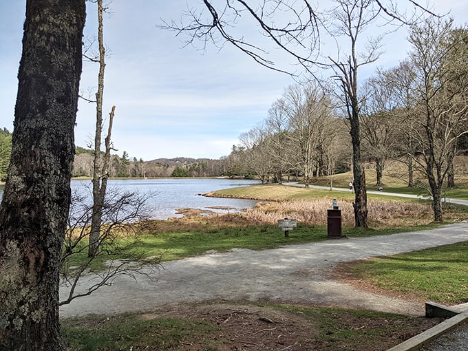 Where the forest meets the water's edge, creating that perfect spot for contemplation or spotting a great blue heron.