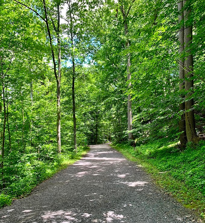 A green tunnel of tranquility where the only traffic jam involves squirrels arguing over acorn right-of-way. Nature's stress relief program requires no copay.