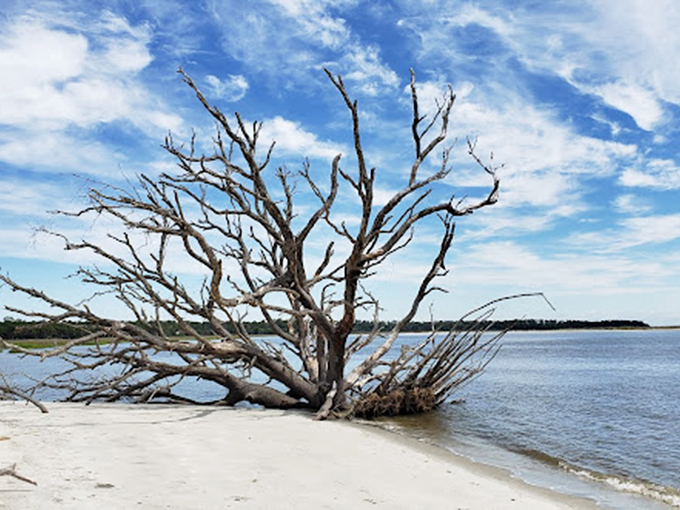 The skeleton of a once-mighty tree creates nature's sculpture garden, a photographer's dream against the blue Atlantic canvas.