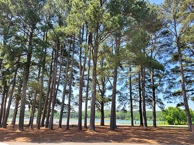 These towering pines stand like nature's colonnade, framing the lake view better than any museum could manage.