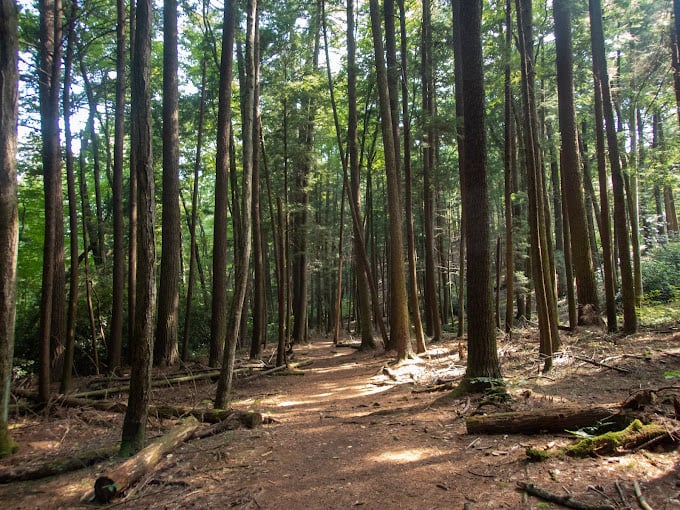 Looking up at these ancient giants is like getting a free chiropractic adjustment for your soul. Some trees here predate the Declaration of Independence! 