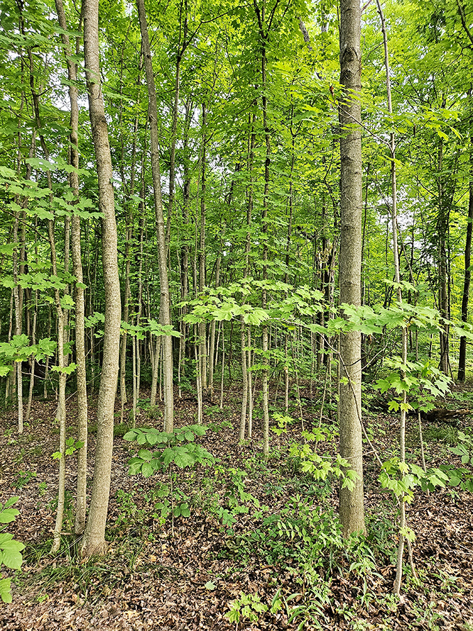 Cathedral of leaves. These towering trees create a natural sanctuary where the only notification you'll receive is the occasional acorn dropping on your hat.