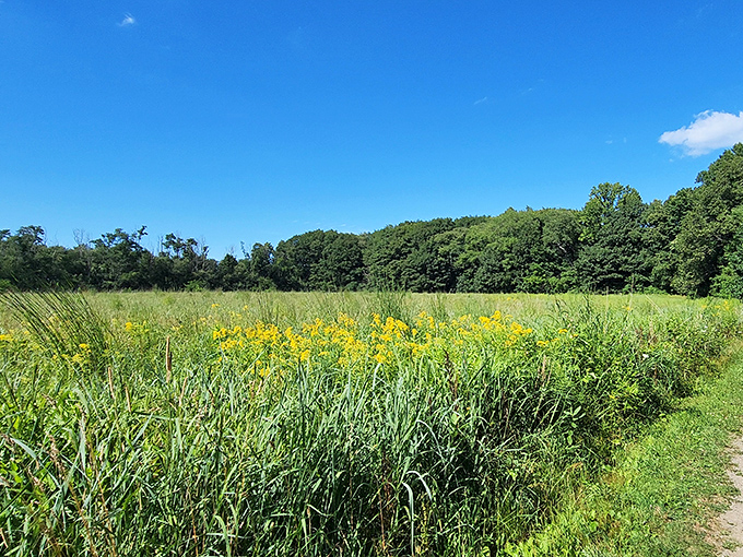 Summer transforms Erie Bluffs' meadows into a golden tapestry of wildflowers—nature's answer to the question "what does paradise look like?"