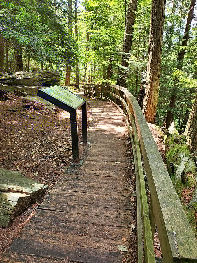 This wooden boardwalk isn't just a trail &ndash; it's nature's red carpet, inviting you into a cathedral of hemlocks older than the nation itself.