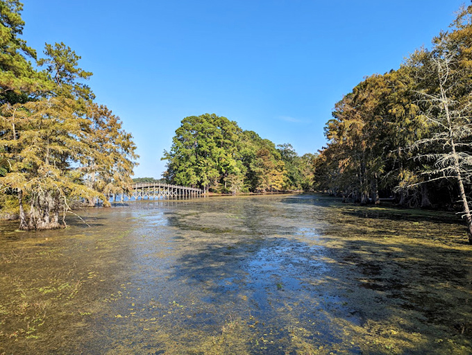 Martin Dies Jr. State Park: Cypress trees stand sentinel in calm waters, creating a cathedral of nature where time seems to slow down.
