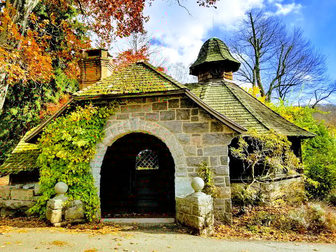 Ringwood's emerald canopy creates a natural cathedral where sunlight plays priest, blessing visitors with dappled golden light through leafy stained glass.