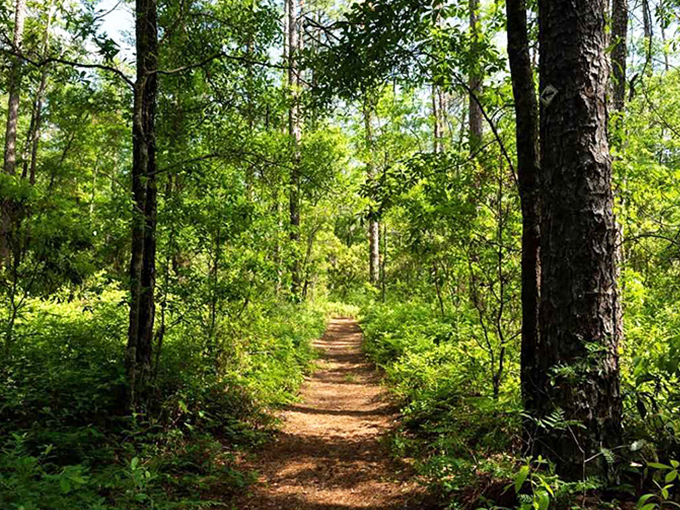 Nature's cathedral—sunlight filtering through towering pines creates the kind of peace you can't download from an app.