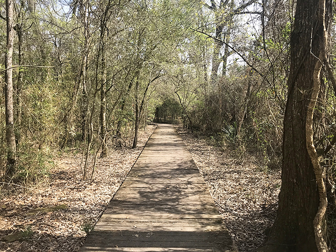 Boardwalks transform muddy impossibilities into weekend possibilities, offering passage through landscapes that would otherwise remain secret and untouched.