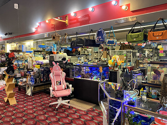 A pink gaming chair sits among aquariums and knickknacks&mdash;proof that at Rossi's, the unexpected neighbors the unimaginable.