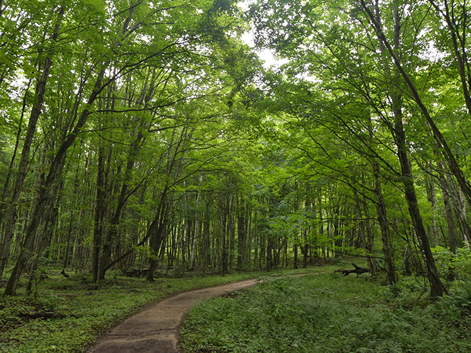 Sunlight filters through a canopy so green it makes the Emerald City look drab. Toto, we're definitely still in Michigan.