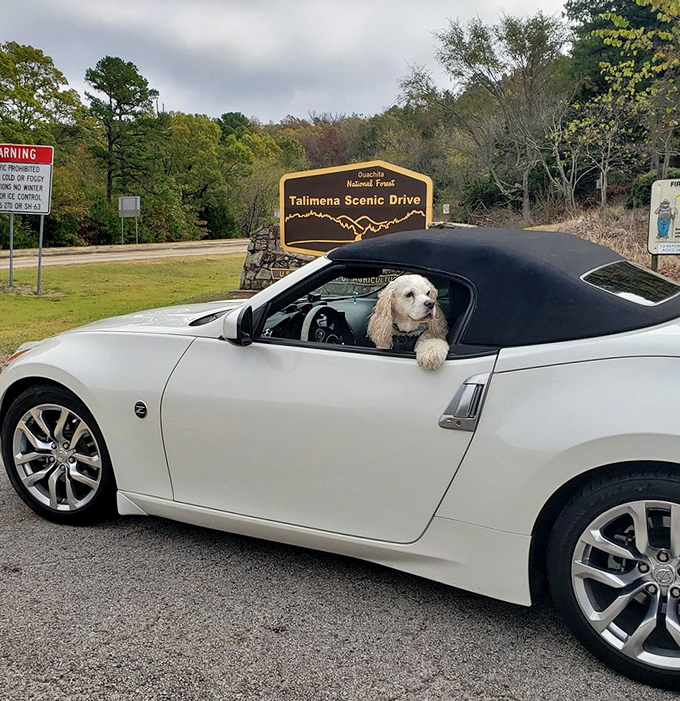 Even the dogs know a good road trip when they see one! This four-legged traveler seems to appreciate the Talimena entrance sign.