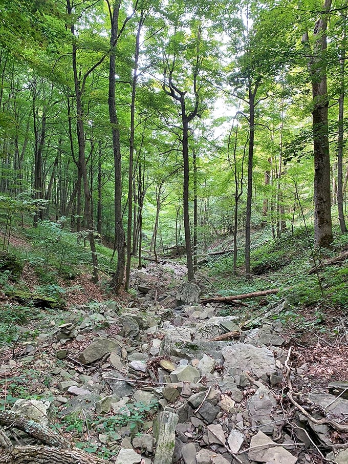 A bridge to somewhere wonderful. Crossing over Loyalsock Creek feels like stepping into a chapter of "Where the Wild Things Are" for grown-ups.