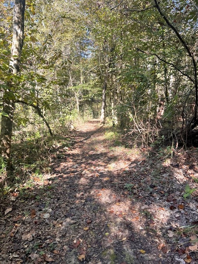 This unassuming trail might not look Instagram-famous, but it leads to the kind of peace money can't buy—Louisiana's version of meditation.