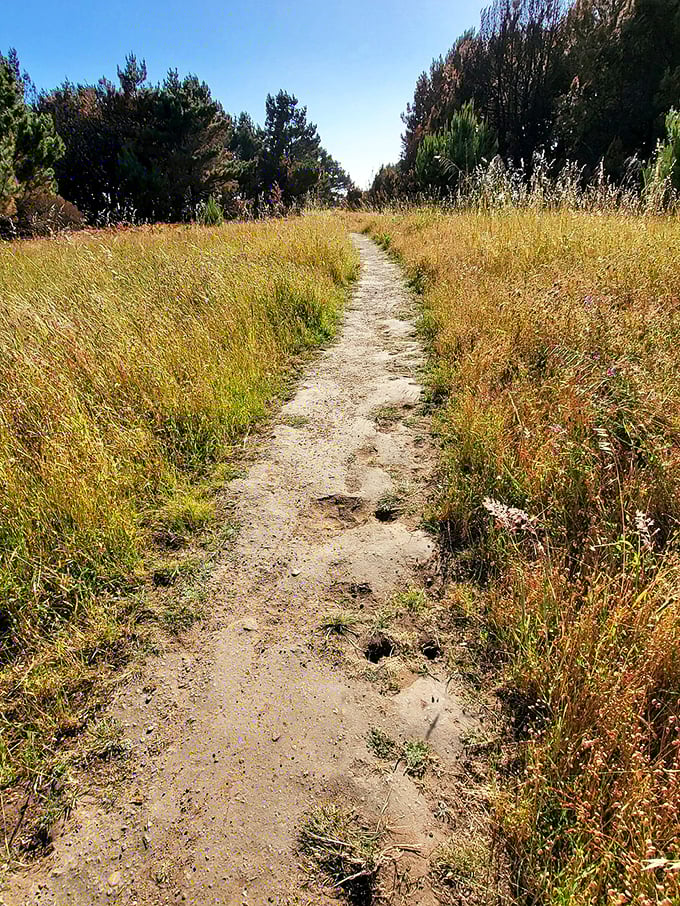 The golden path beckons through coastal prairie grasses. Like life's best journeys, this trail doesn't reveal all its secrets at once.