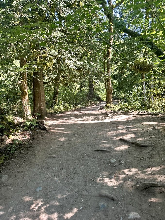 Dappled sunlight creates nature's disco floor on this gentle section of trail. Just try not to bust out your Saturday Night Fever moves.