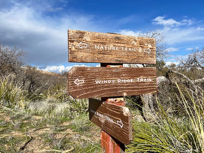 Trail signs at Oracle: where "You can't get there from here" is never an option. Nature's choose-your-own-adventure book starts at this wooden crossroads.