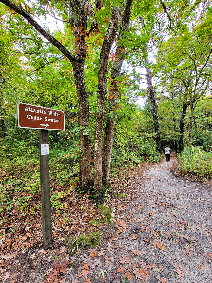Fall's paintbrush transforms the trail entrance into a gallery of amber and crimson, where even the most casual hiker becomes a temporary poet.