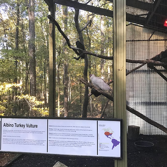 This albino turkey vulture defies expectations&mdash;like finding out your intimidating neighbor actually bakes cookies for the entire block.