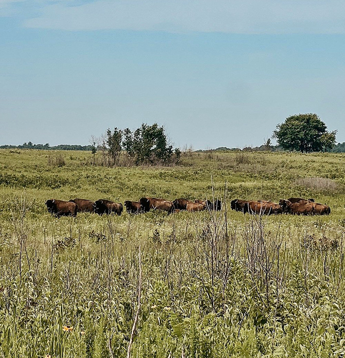 The park's bison herd moves as one across the prairie landscape, their silhouettes creating a living postcard of pre-settlement America.