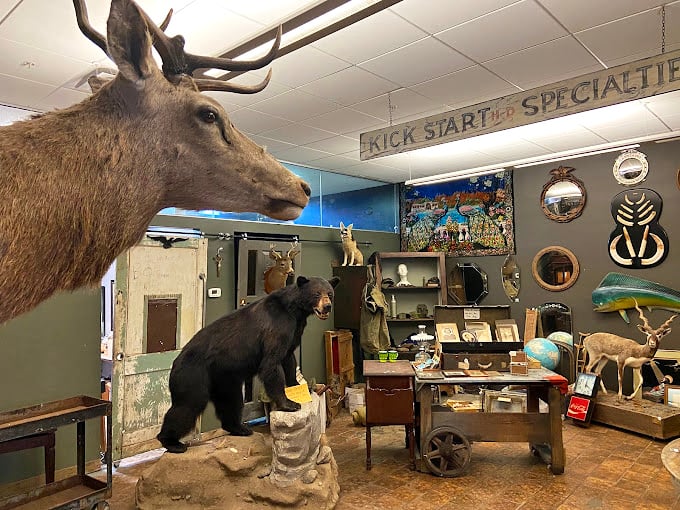 A bear stands guard alongside an elk in the "Kick Start" section. Nature's hierarchy rearranged into a still-life diorama of the wild. 