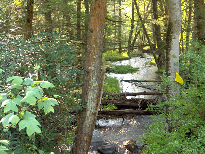 Standing Stone Creek whispers secrets of the forest as it meanders through moss-covered stones, creating nature's own meditation soundtrack.