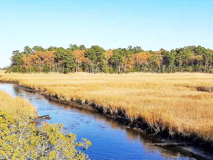 Golden marshes meet azure waters in this breathtaking ecosystem. Somewhere a nature documentary narrator is clearing his throat.