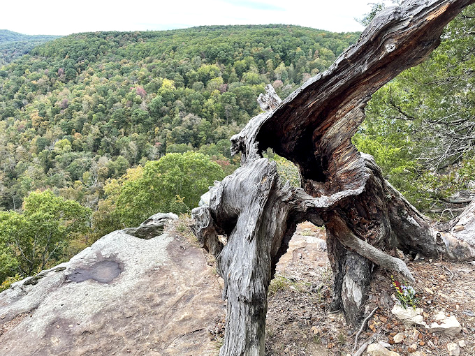 This weathered sentinel has witnessed centuries of Ozark seasons, its twisted form now standing as natural sculpture against the endless green canvas below.