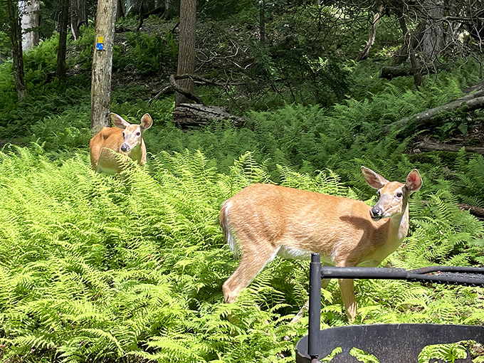 "Excuse me, do you have a moment to talk about forest conservation?" These deer at Holly River clearly own the place &ndash; we're just visiting.