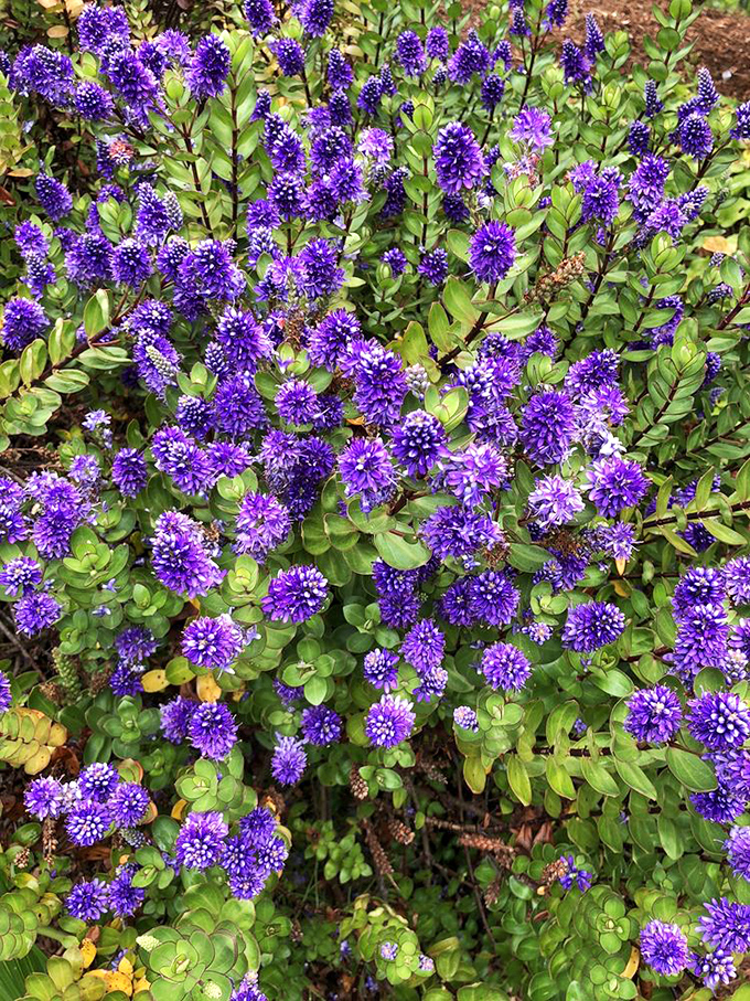 These vibrant purple blooms don't just grow here&mdash;they perform, putting on a color show that would make Broadway jealous.