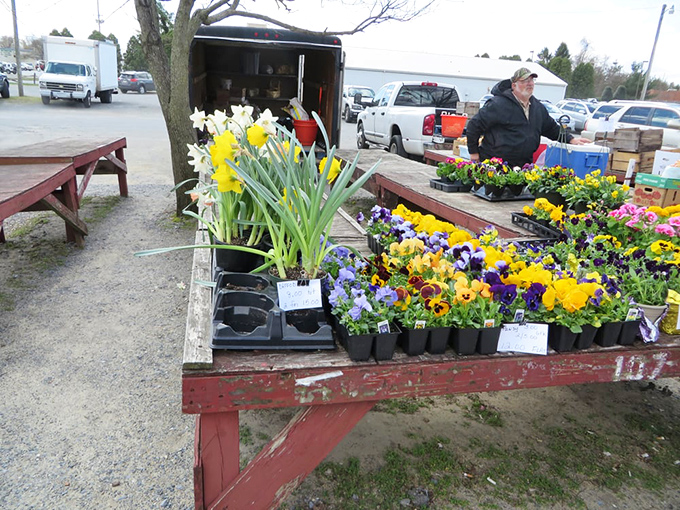 Spring arrives in vibrant bursts at Spence's outdoor plant section, where garden dreams take root alongside practical advice from seasoned growers.