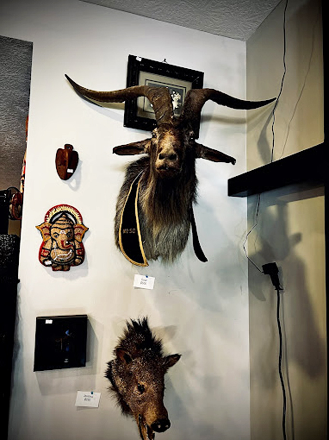 This impressive horned specimen commands attention, sharing wall space with cultural artifacts in an unexpected juxtaposition that defines Beardo's eclectic aesthetic.